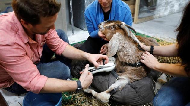 Varginian doctor gives new life to the amputated animals | Hindustan Times