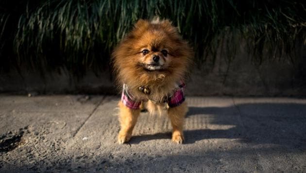 In pictures: Stylish dogs of Shanghai | Hindustan Times