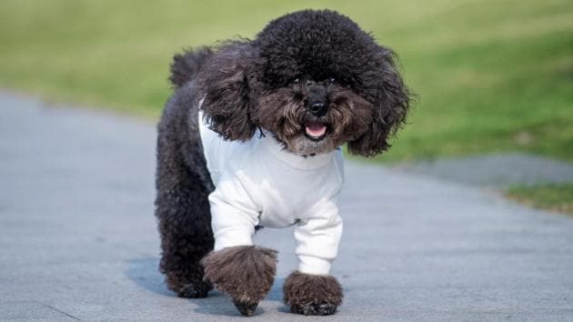 In pictures: Stylish dogs of Shanghai | Hindustan Times
