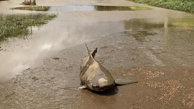 Cyclone Debbie brings chaos, deaths feared in Australia | Hindustan Times