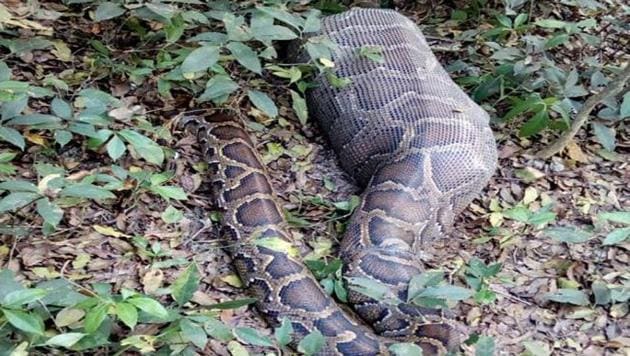 Forest guards ordered to watch over python that swallowed deer | Latest ...