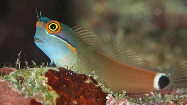 There’s a new painkiller: Venom of tiny, aquarium fish called fanged ...