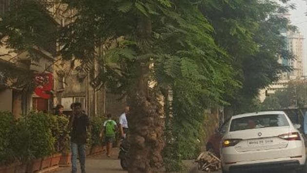 Study spots six unique trees in Mumbai | Mumbai news