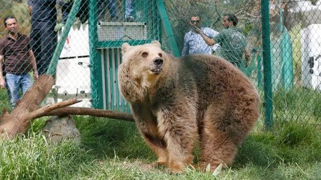 Last two animals of Mosul’s zoo moved to safety | Hindustan Times