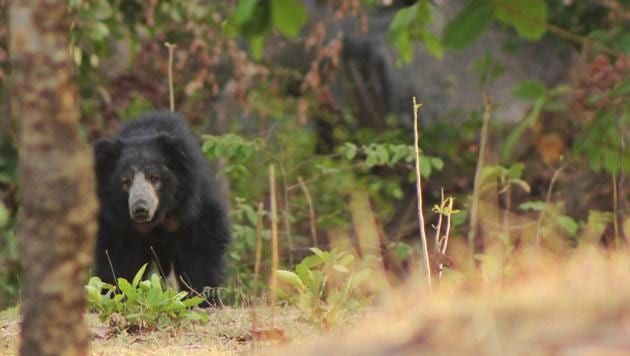 Bears strike back: 20 attacks in a year, four deaths in Maharashtra’s ...
