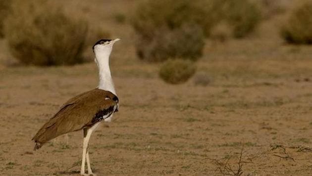 Wildlife Institute of India identifies 10 possible locations to setup ...