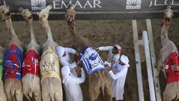 Camel racing: Centuries-old traditions with modern twist | Hindustan Times