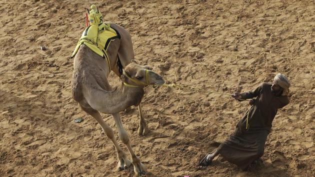 Camel racing: Centuries-old traditions with modern twist | Hindustan Times