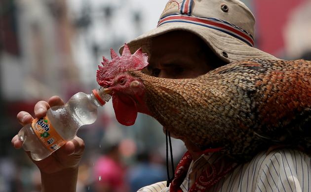 Costa Rica’s famous rooster – Paquito! | Hindustan Times