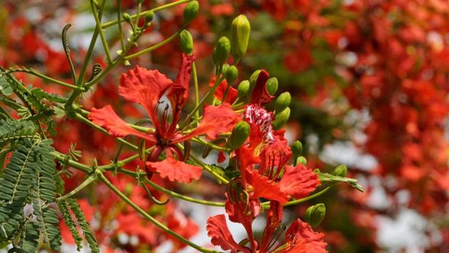 In pics | Colours of summer | Hindustan Times