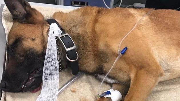 US: Police dog ‘Casper’ takes bullet for his partner, saves cop’s life ...