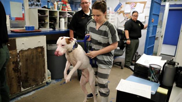 US: Phoenix prison inmates care for abused animals | Hindustan Times