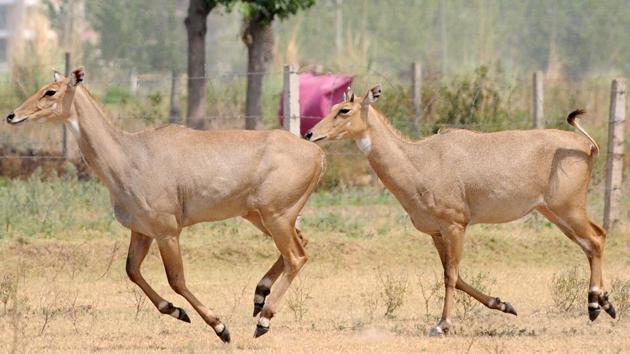 In pics | Where the wild meets history on the urban outskirts ...