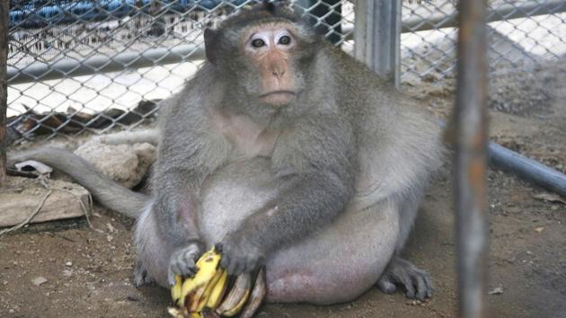 In pics: Thailand’s ‘Uncle Fat’ monkey goes on diet after gorging on ...