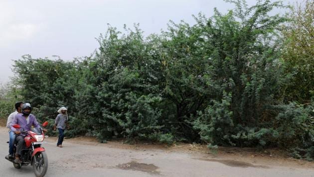 Haryana allows tree felling in Aravallis, then revokes order ...