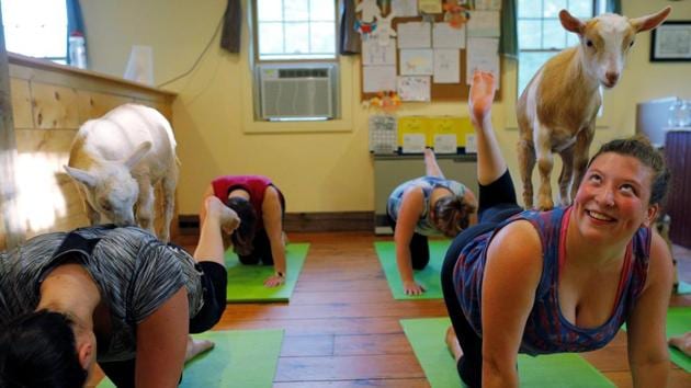 Trending across the US: Therapy and yoga with goats | Hindustan Times