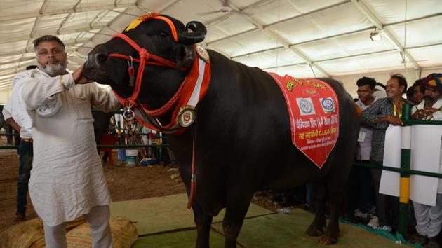 Meet Yuvraj and Sultan, Haryana’s super bulls whose semen is worth ...