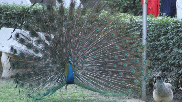 Gurgaon: Four peacocks die of heat stroke in a week | Hindustan Times