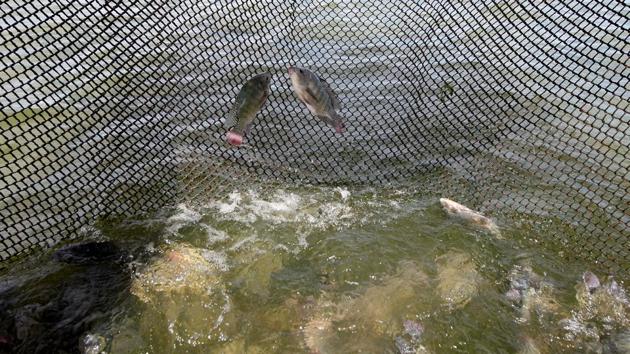 Photos: Brazilian doctors use Tilapia fish skin to treat burn victims ...