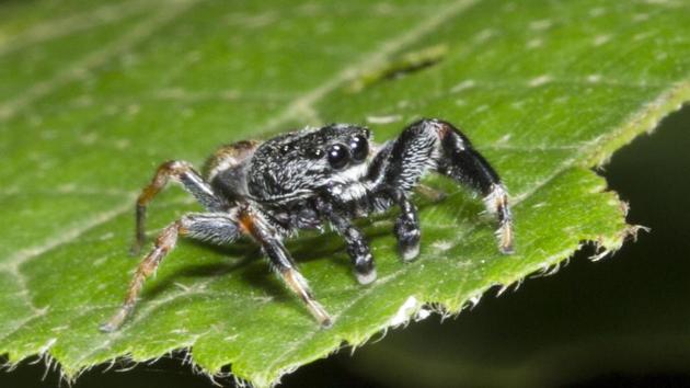 Jumping spider, last found in Myanmar 122 years ago, spotted in Mumbai ...