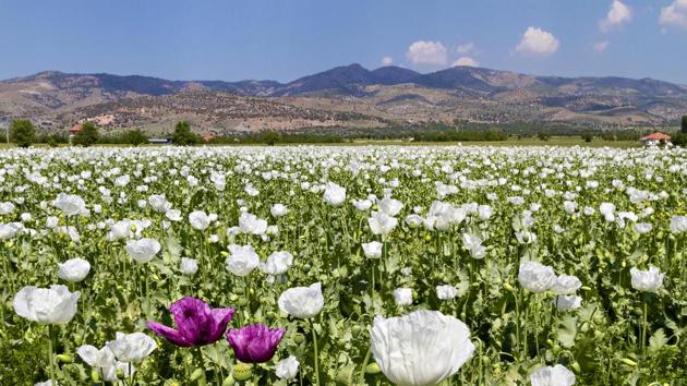 Tainted imports? Indian traders say Turkish poppy seeds come from ...