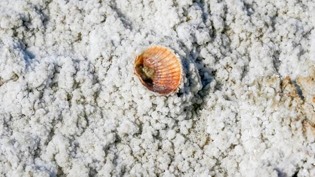Photos: Dried up Aral Sea springs back to life | Hindustan Times
