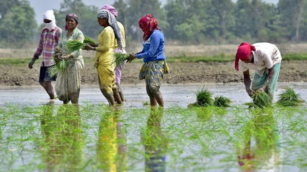 In pics | Time to grow paddy | Hindustan Times