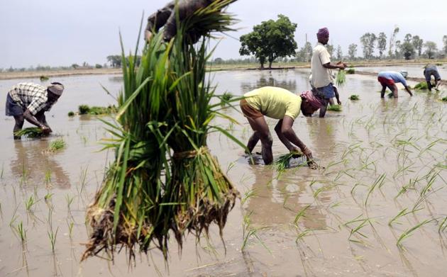 In pics | Time to grow paddy | Hindustan Times