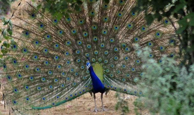 PHOTOS: Proud as a peacock in the heart of Chandigarh | Hindustan Times