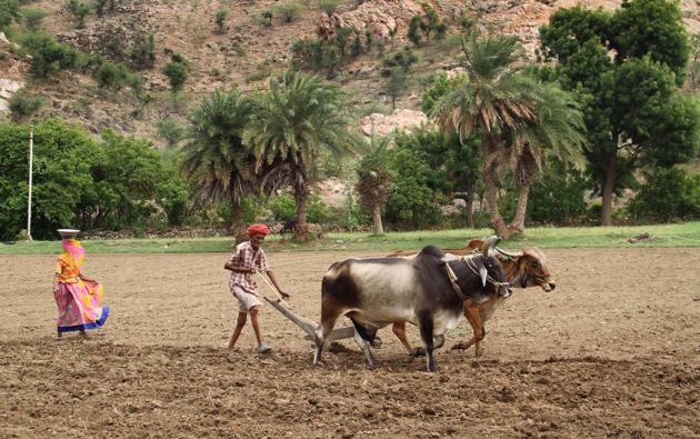 Sowing activity increases with onset of monsoon | Hindustan Times