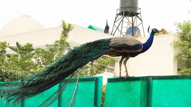 Delhiwale: The peacocks of New Moti Bagh | Latest News Delhi