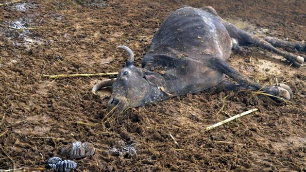 At government-run shelter in Udaipur, 125 cow deaths in six months ...