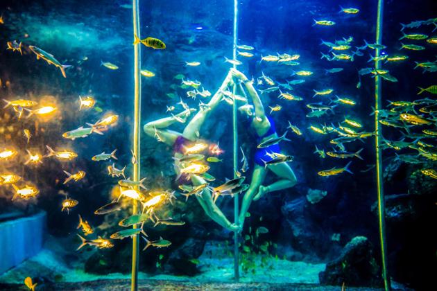 From a flying insect to robotics: Here’s what you should know about ...