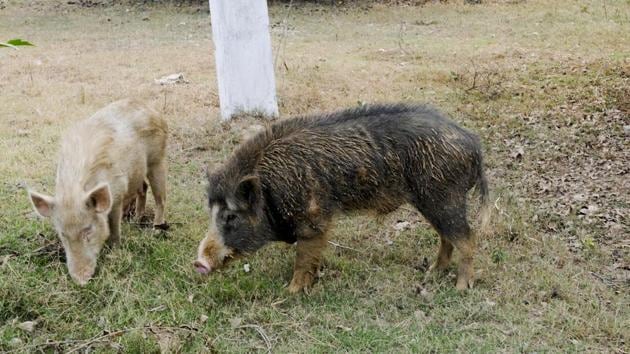 Gurgaon: Animal rights activists accuse MCG of brutality to stray pigs ...