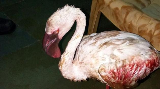 Injured, bleeding flamingo rescued from a farm near Mumbai | Mumbai news