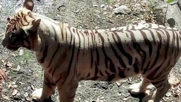 White tiger Vijay turns 10, Delhi zoo has ordered a cake | Latest News ...