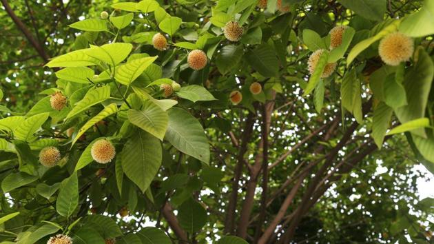 Delhiwale: A tree for Krishna | Latest News Delhi