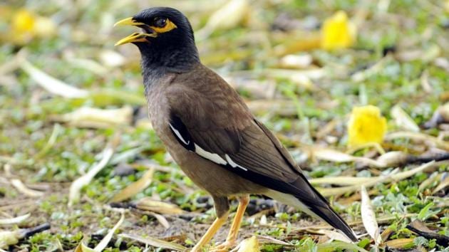 PHOTOS: Tracking birds at Punjabi University, Patiala | Hindustan Times