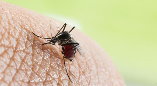 Deadly dengue: 7 important facts which everyone should know | Hindustan ...