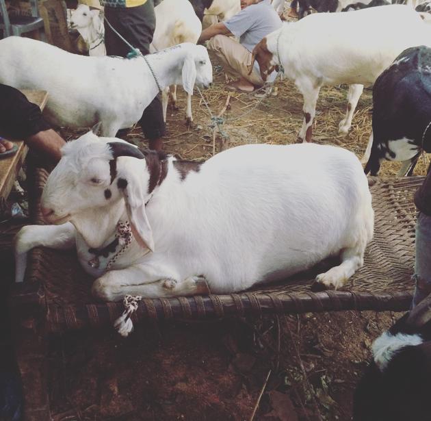 Meet UP ka Raja near Old Delhi’s Jama Masjid: The goat who refuses to ...