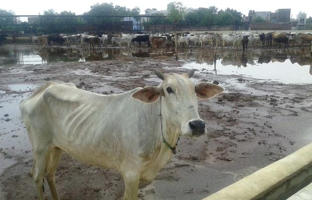 Cow sanctuary to come up in Bharatpur to curb slaughter | Hindustan Times