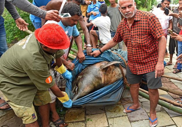Dolphin, porpoise carcasses wash ashore at 2 Mumbai beaches | Mumbai news