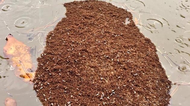 Hurricane Harvey: Texas flood waters have floating colonies of venomous ...