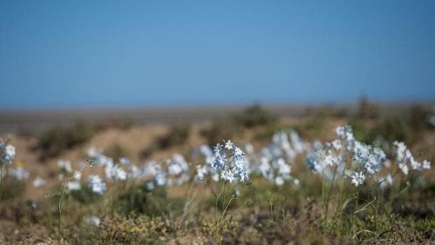Photos: Atacama, the world’s driest desert blooms after surprise rain ...