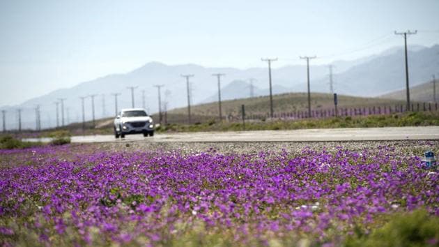 Photos: Atacama, the world’s driest desert blooms after surprise rain ...