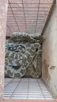 Male and a female Indian rock pythons rescued, released into their ...