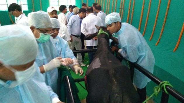 Modi watches live surgery on bull by vets to remove polythene ...