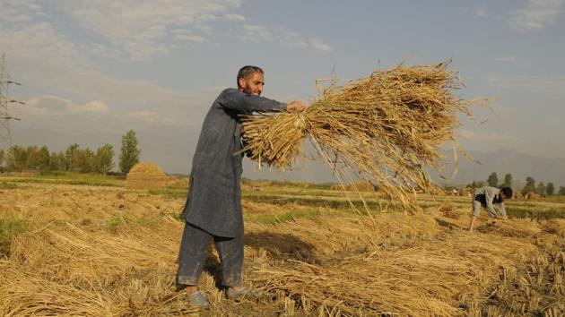 Photos: Kashmir’s prized walnut and rice crops enter harvest ...