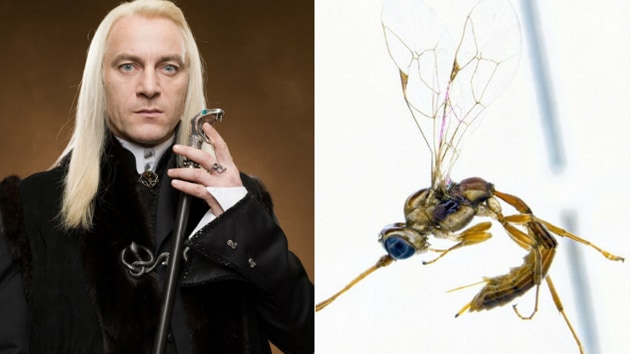 Lucius Malfoy gets sting: Wasp named after Harry Potter character ... Lucius Malfoy gets sting: Wasp named after Harry Potter character ...