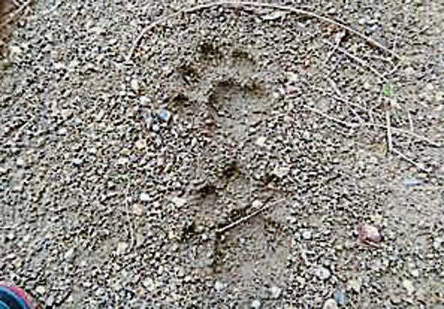 Leopard scare near Mumbai: Farmer spots mother with 2 cubs in his ...